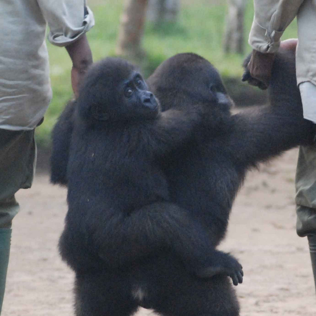 Protect Great Apes - Fund Change Makers - Charitable Gift – Changing ...