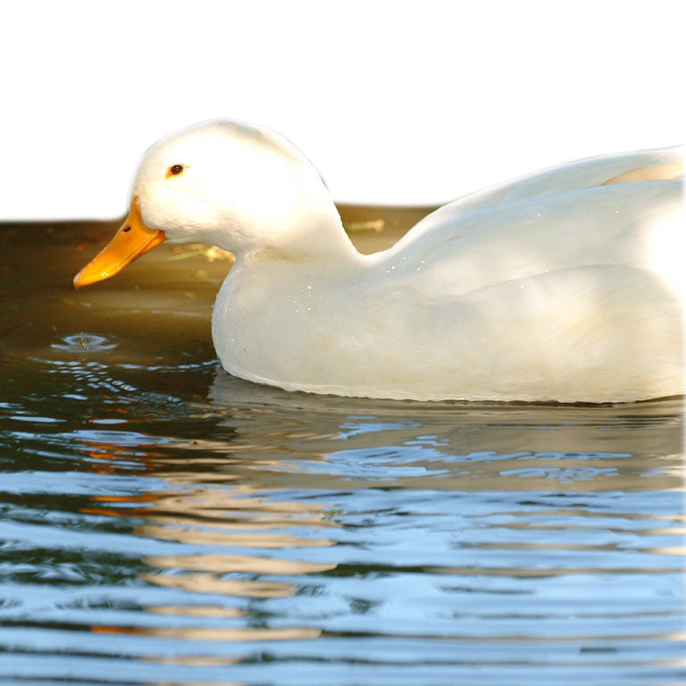 Sponsor A Duck - One month of care - Charitable Gift – Changing The Present