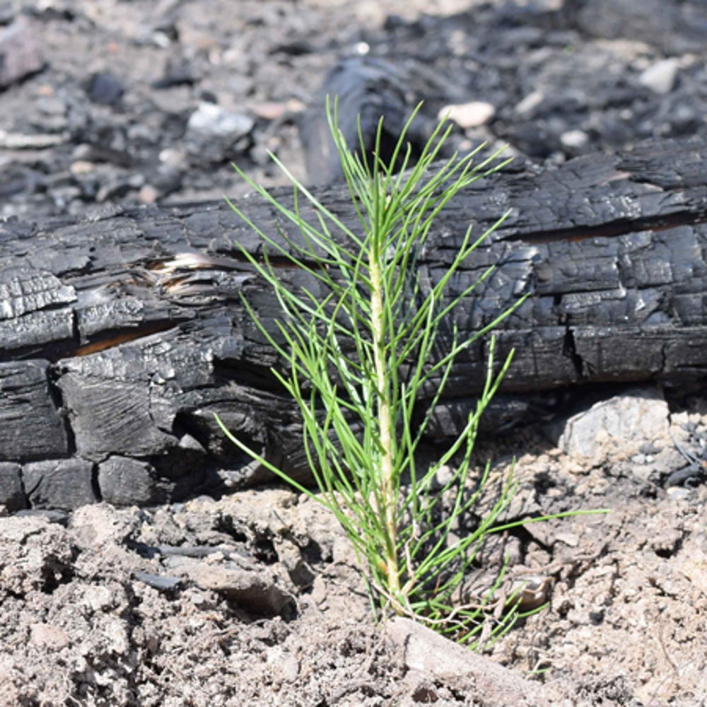 50 Million Trees for Our Forests – Changing The Present